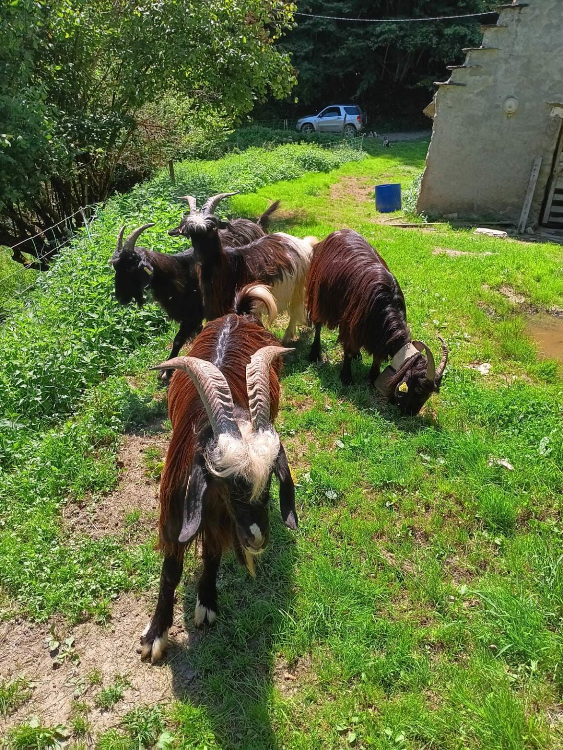 Bouc à vendre (65) – La Chèvre des Pyrénées